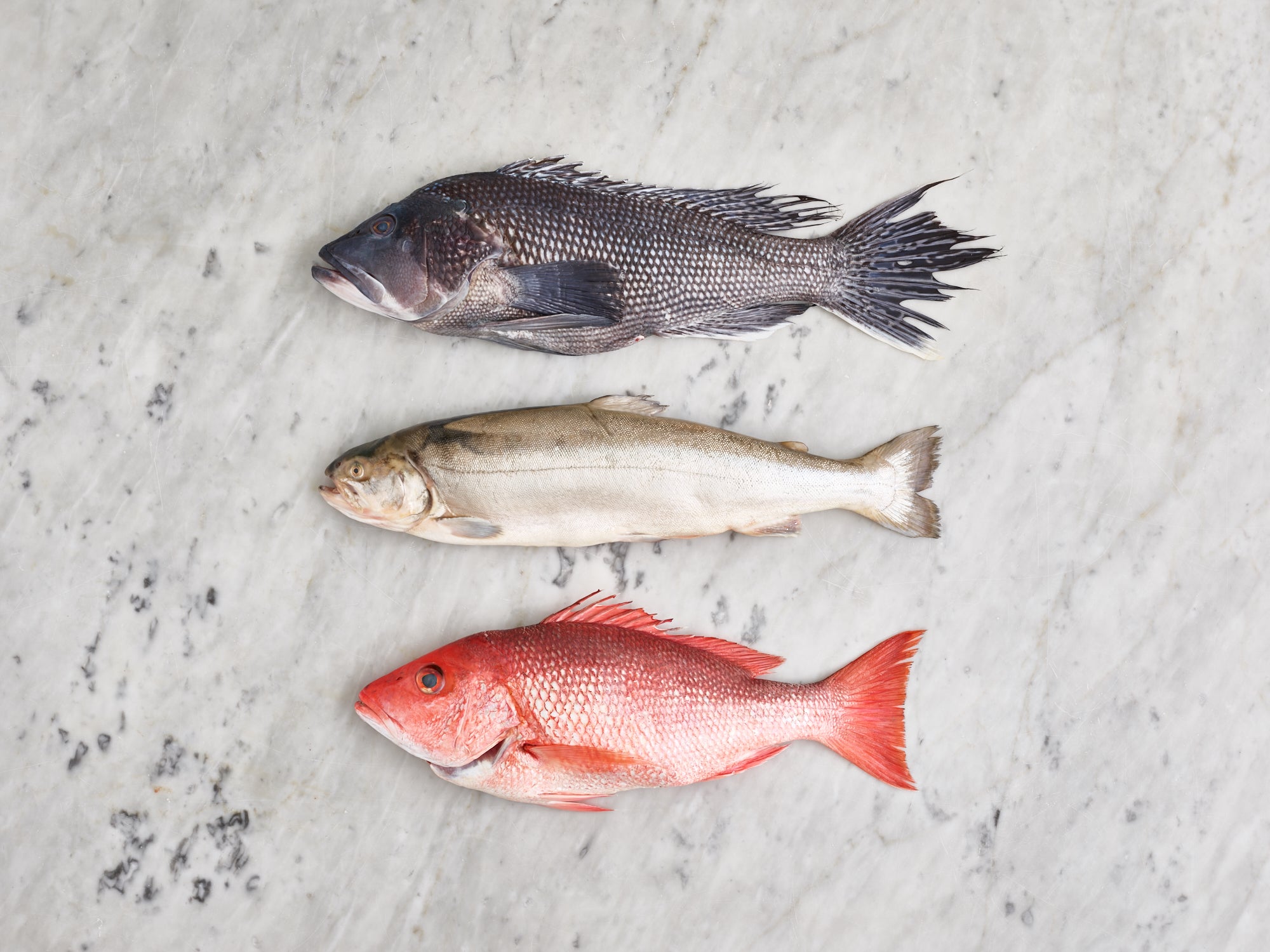 Jumbo Shrimp Box – OceanBox